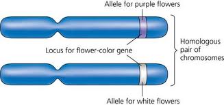 Biology Vocabulary Terms: Evidence of Evolution