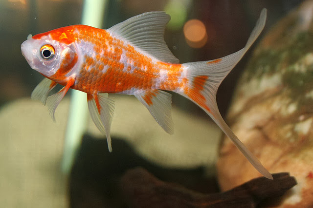 Tudo sobre Kinguios: Tipos de Kinguios