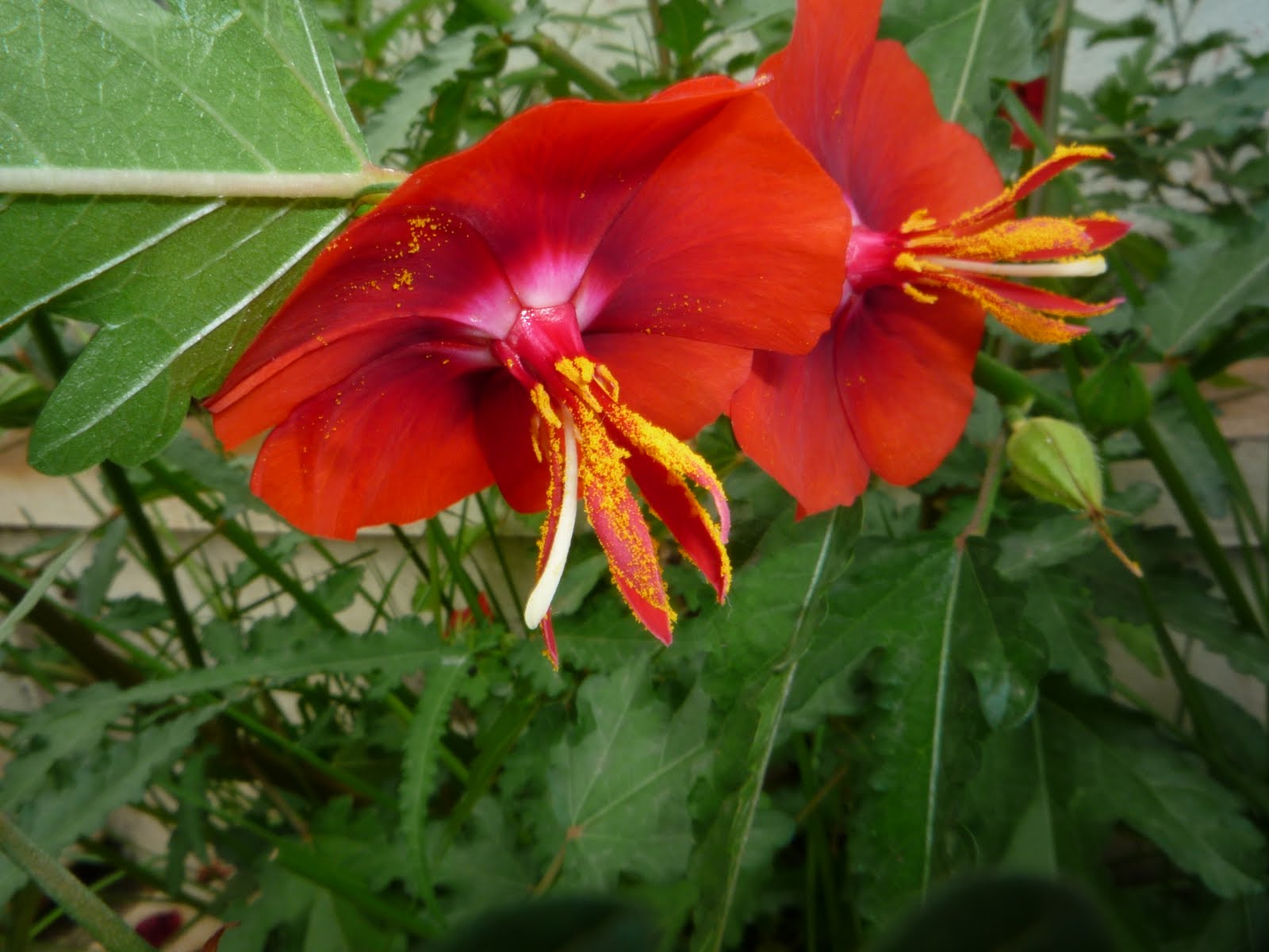 ♣ Vriksha ♣ Sasya ♣ Lata ♣: Mankena Puvvu / Pentapetes Phoenicia ...