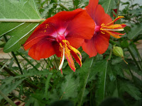 ♣ Vriksha ♣ Sasya ♣ Lata ♣: Mankena Puvvu / Pentapetes Phoenicia ...