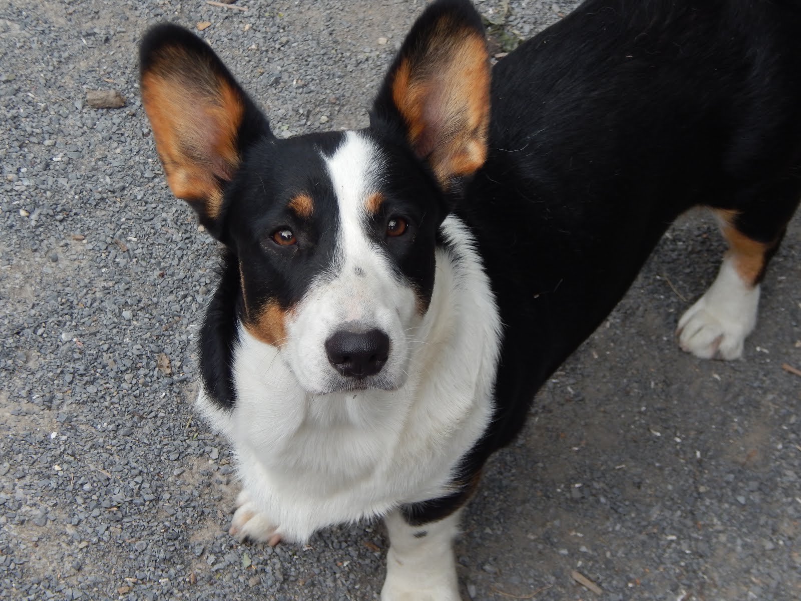 Big Ears Kennel: 22 vulnerable dog breeds that could disappear