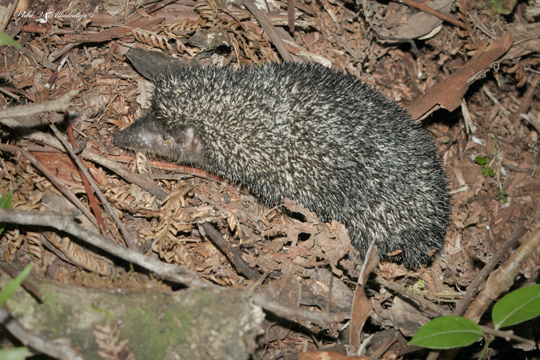Azul pálido: Afrosoricida