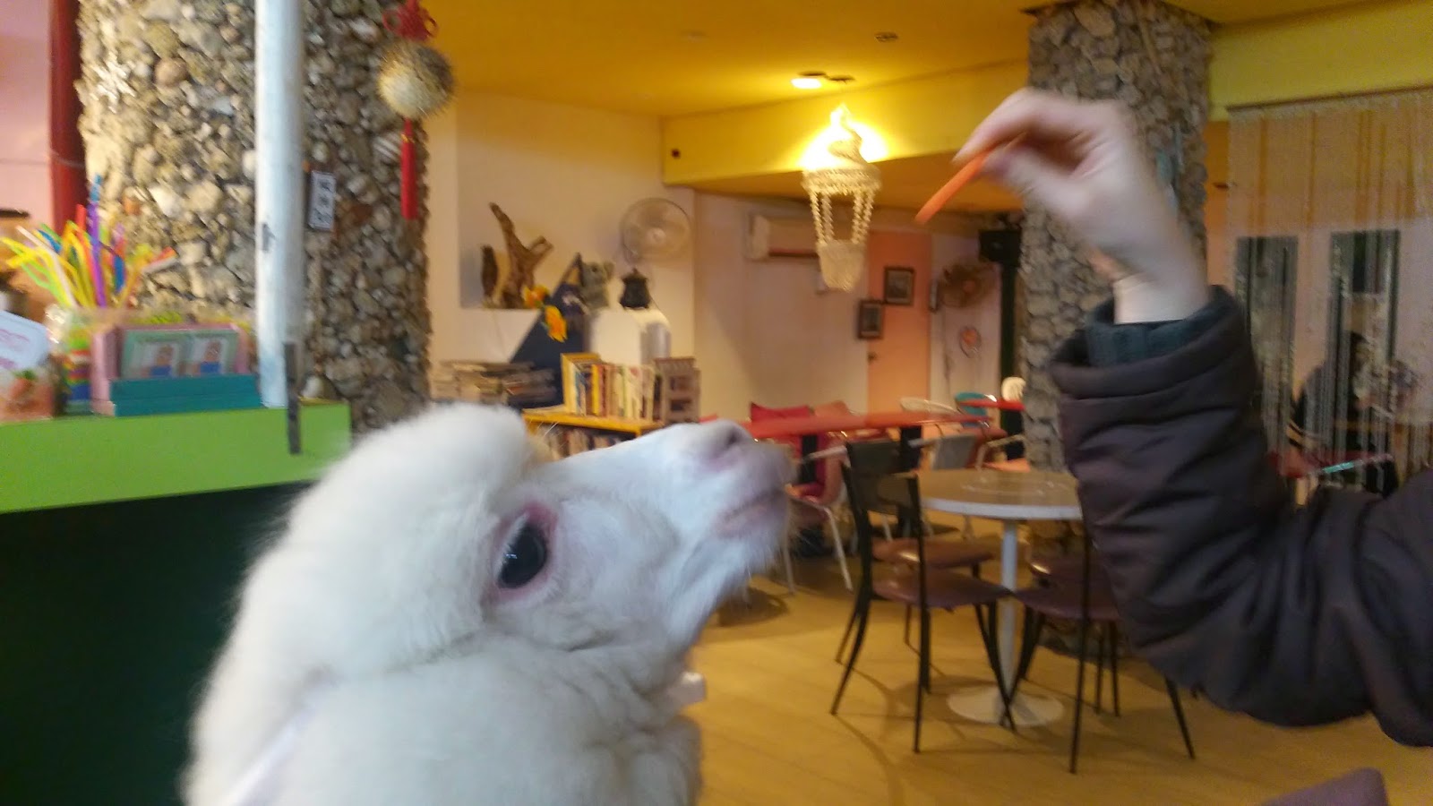 Taiwan- Alpaca Cafe & Danshui