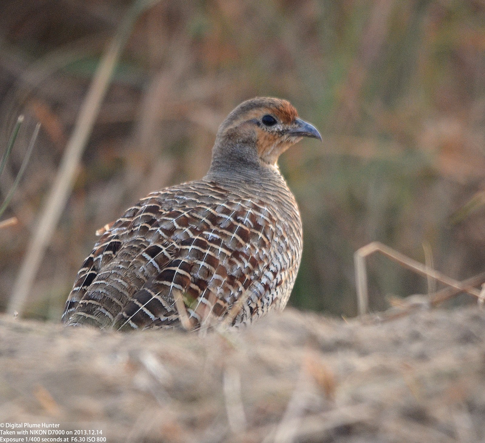 Hunting Digital Plumes in the US and Beyond: Birding the Extraordinary ...