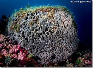 MENGENAL BINATANG PORIFERA (Chalina Oculata) ~ MEDIA PENYULUHAN ...