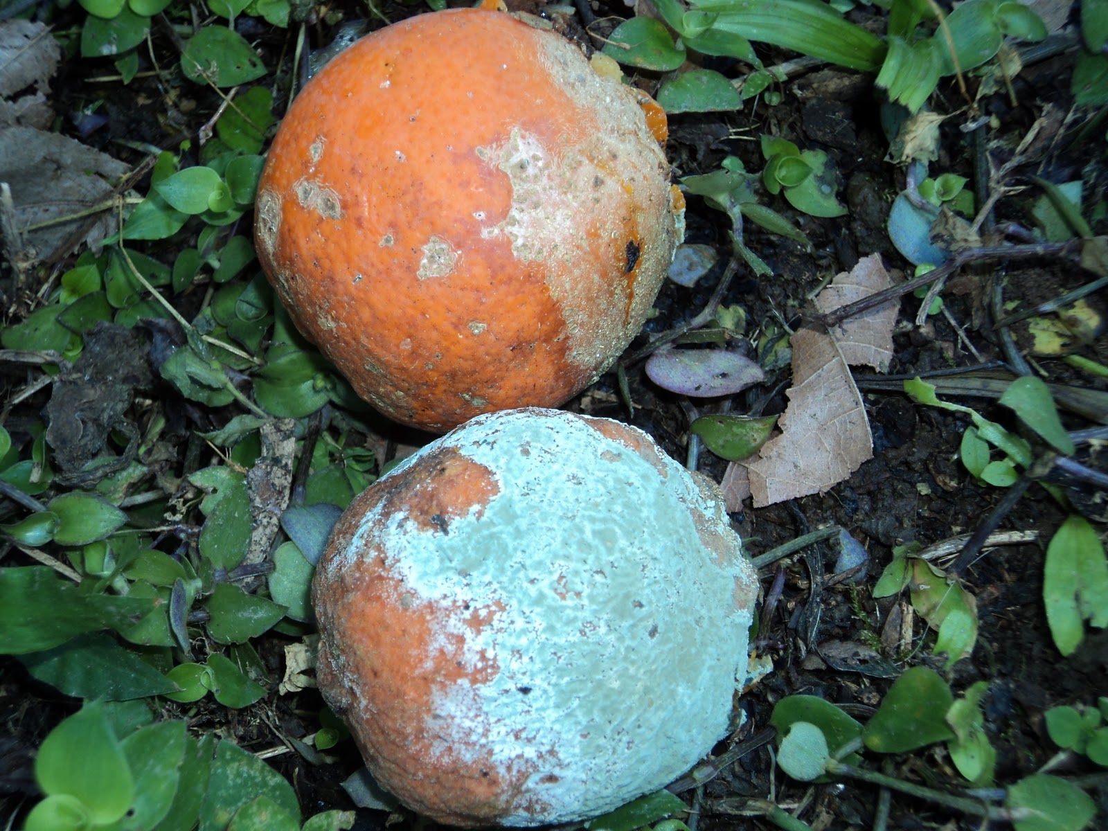 CAFÉ DINASTÍA S.A.S: MOHO LIMON