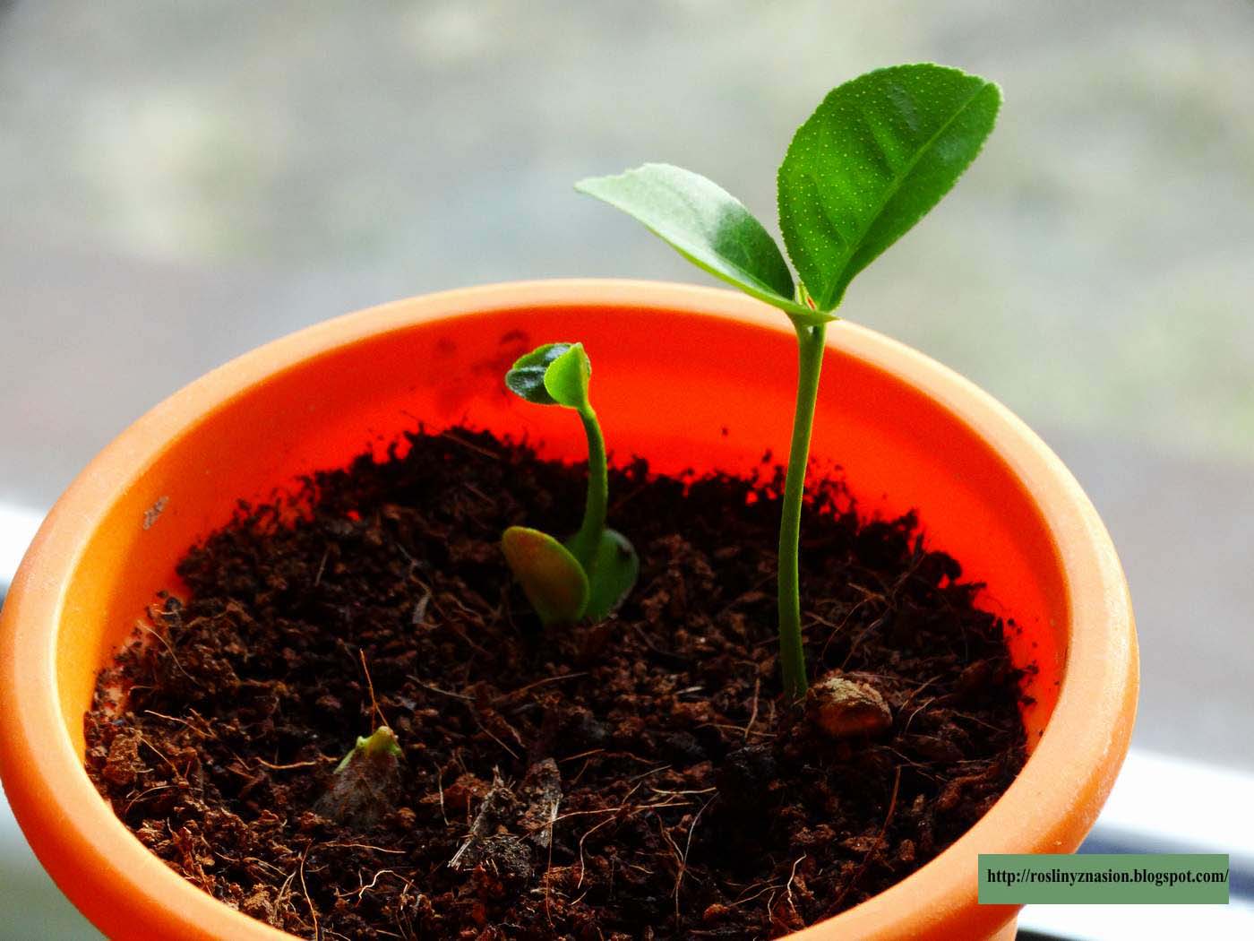 Niesamowity świat roślin: Cytryna skierniewicka z pestki