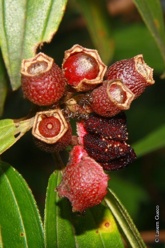 Busisi ~ Philippine Fruits and Nuts
