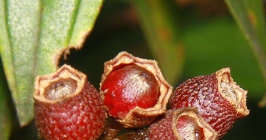 Busisi ~ Philippine Fruits and Nuts