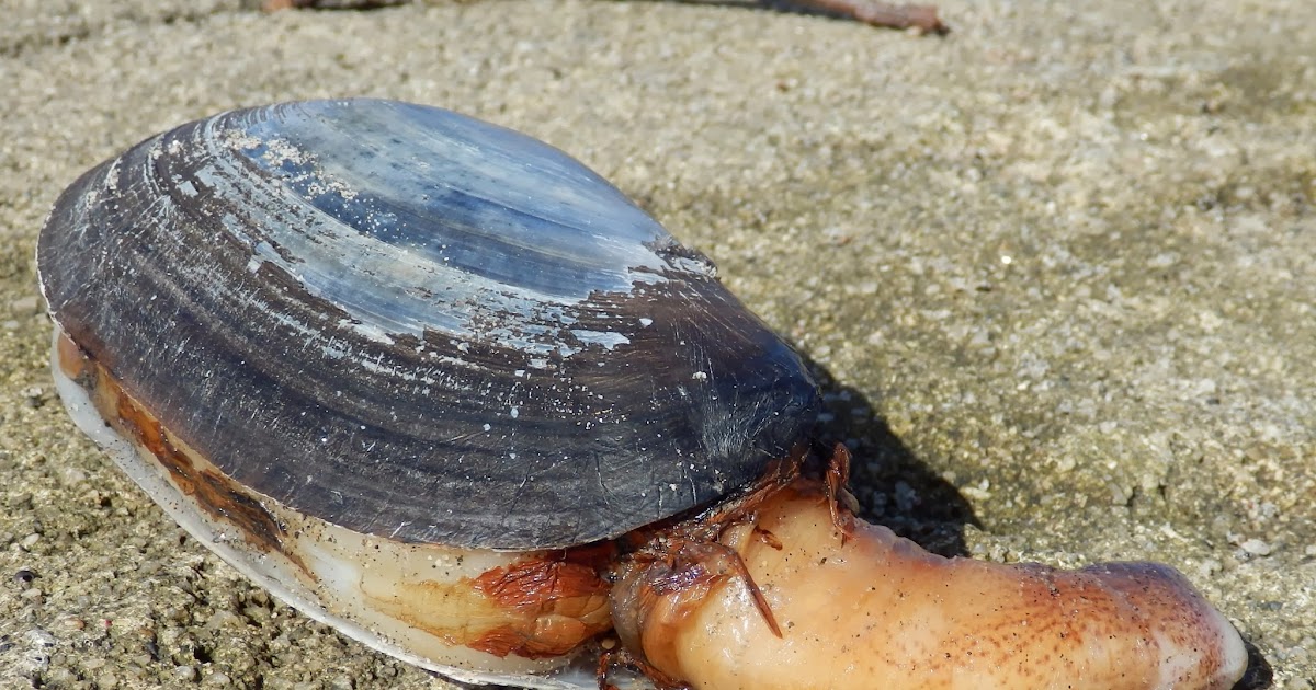 67 Not Out: The Mysterious Shell Creatures On Cornish Beach