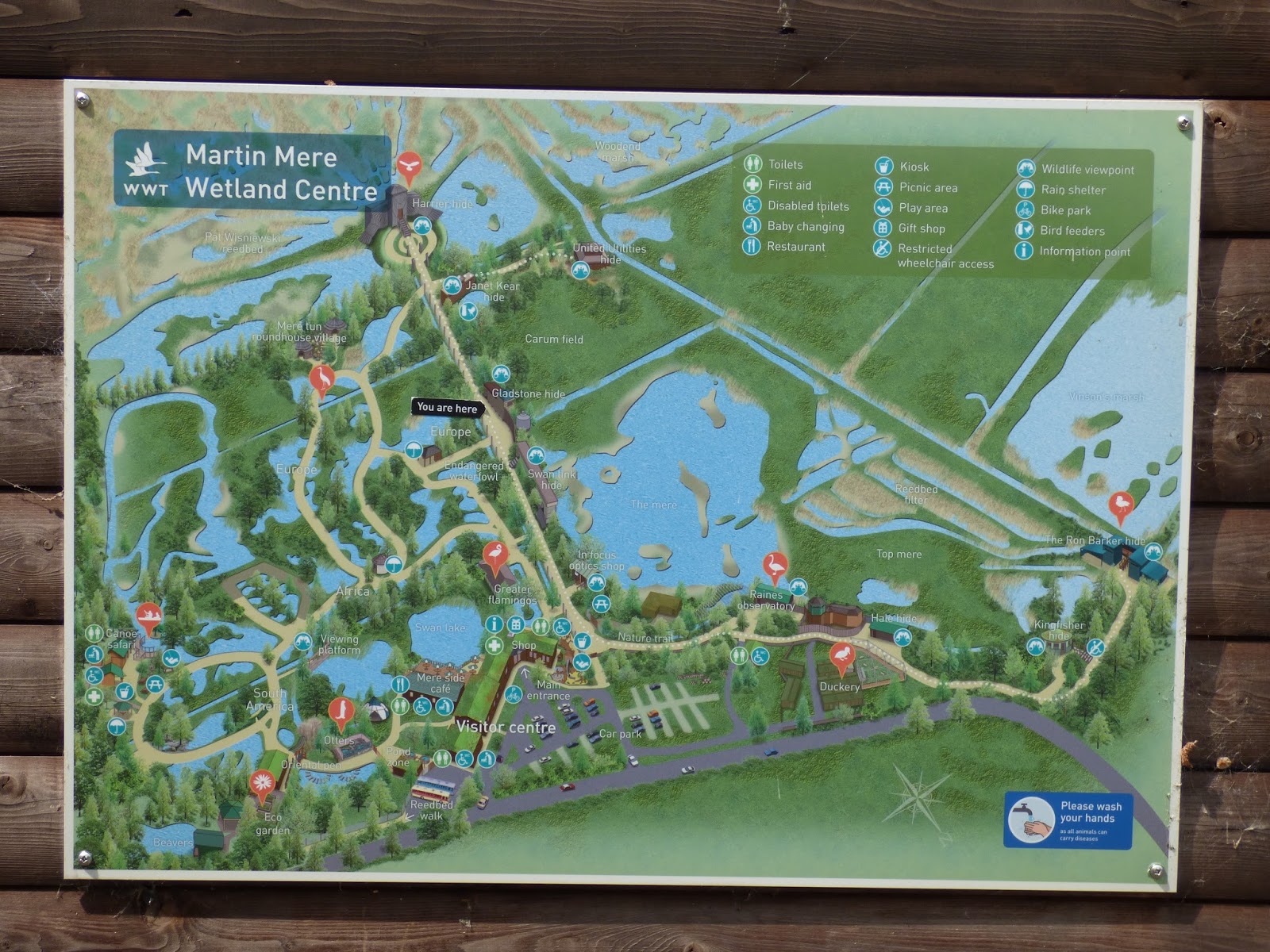 Birding Adventures around the World: Martin Mere a walk on the wild side