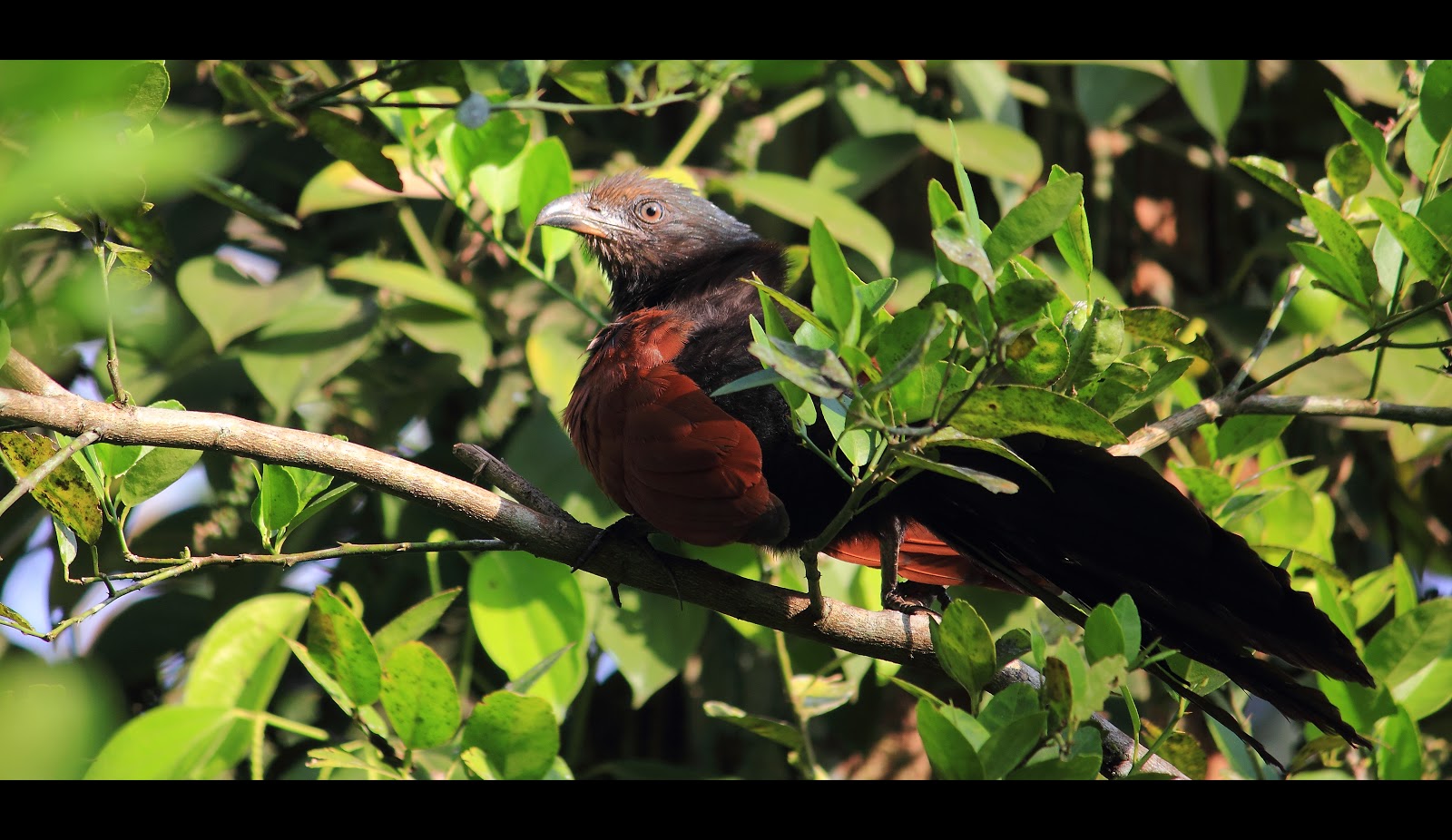 Myclicks: Crow-pheasant or Coucal is a clumsy(uppan)