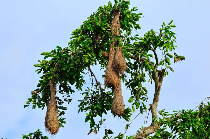 CUENTOS E HISTORIAS DE LA SELVA: LA LEYENDA DEL PAUCAR