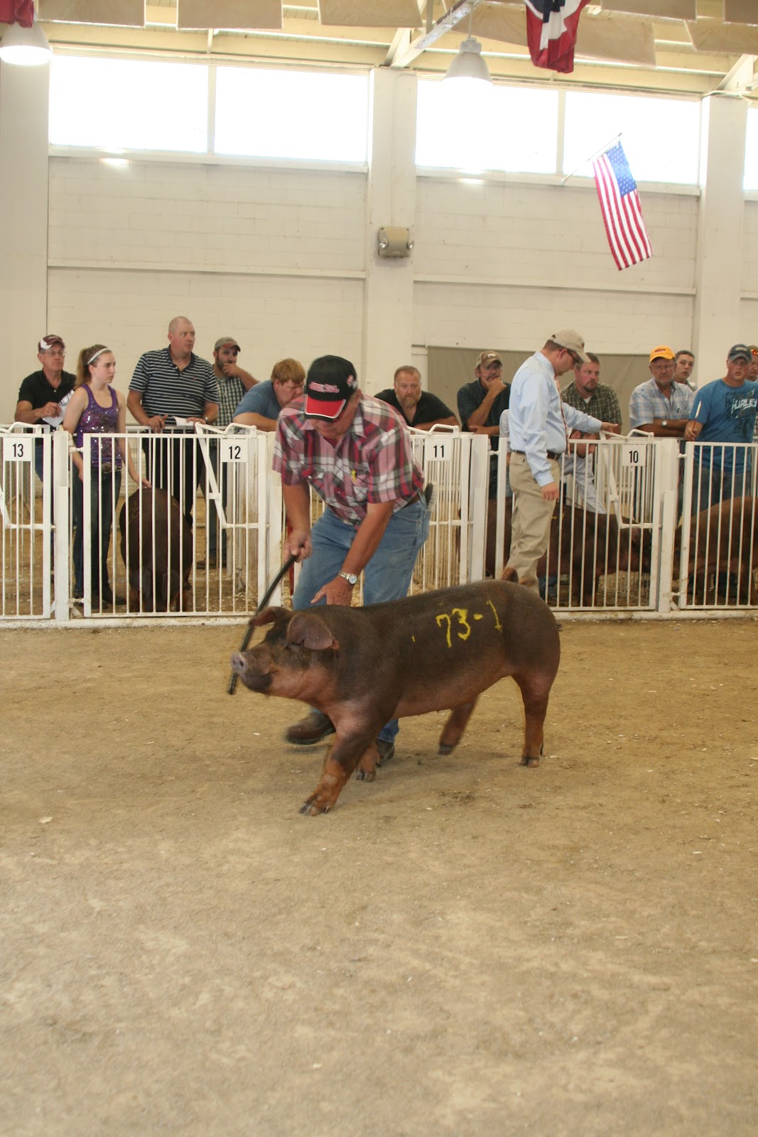 NSR Show & Sale Results: 2012 National Barrow Show Duroc Boar & Gilt ...