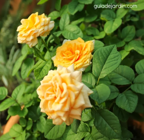 Rosal - Guia de jardin