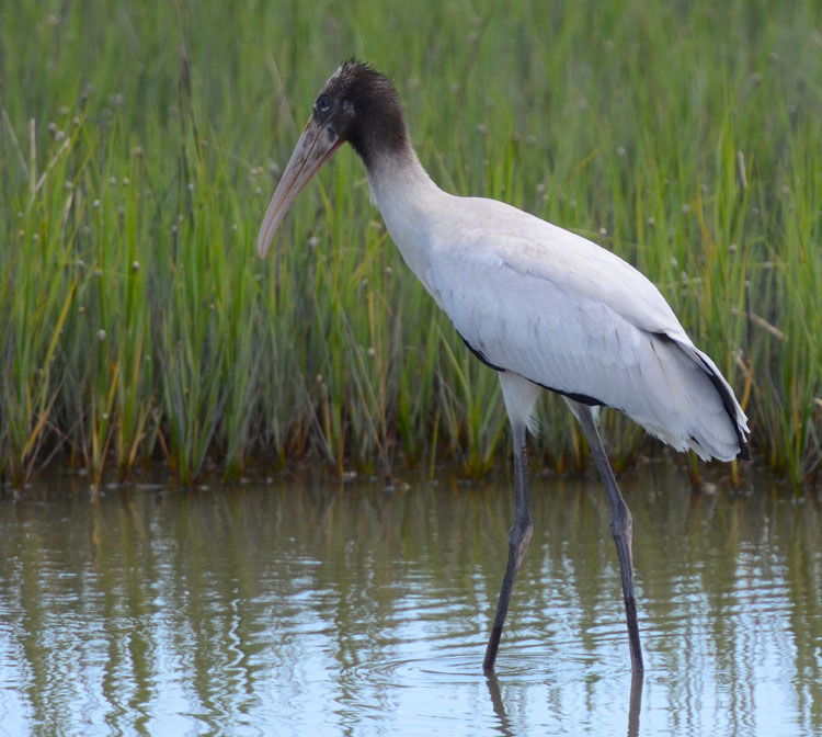 Red and the Peanut: Wood Storks and their unique way of feeding...