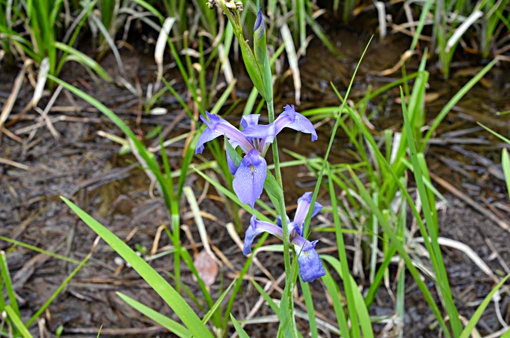 Space Coast Wildflowers: Florida Panhandle, SR 65, March 25-26, 2015