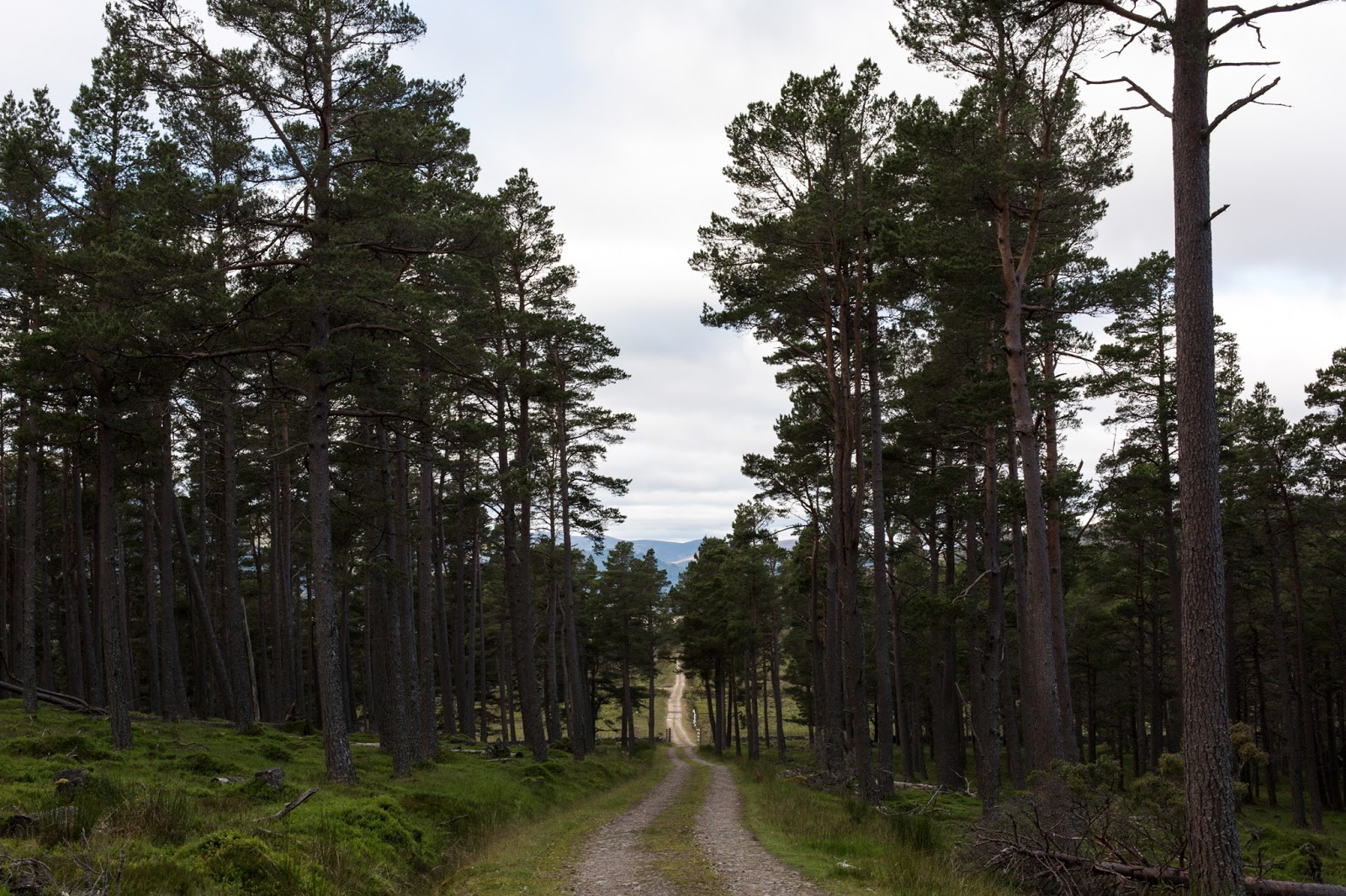 gathering: Paths & Walking