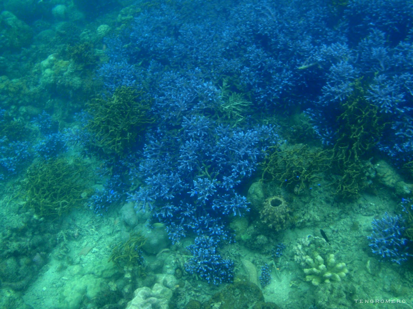 tengturista: Puerto Princessa | A Day in Honda Bay