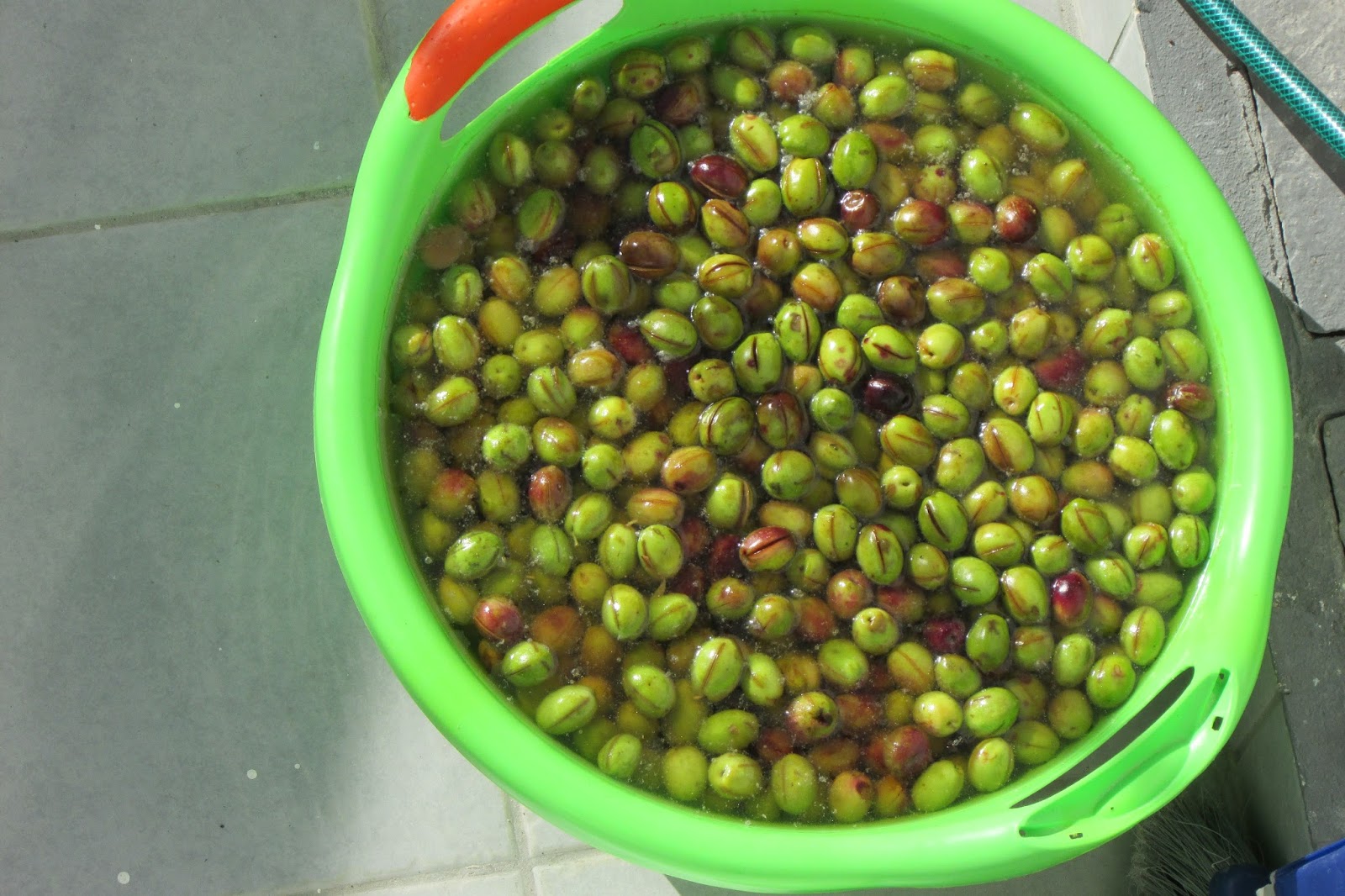 Greckie oliwki stołowe i ich rodzaje