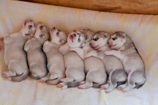 White Wolf : These Endearing Photos Of Siberian Husky Puppies Will Warm ...