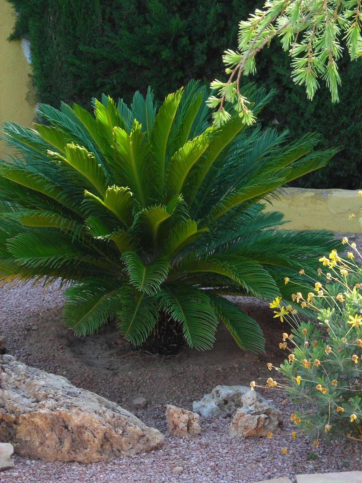 unjardinsostenible.com: Cyca Revoluta (Cica)