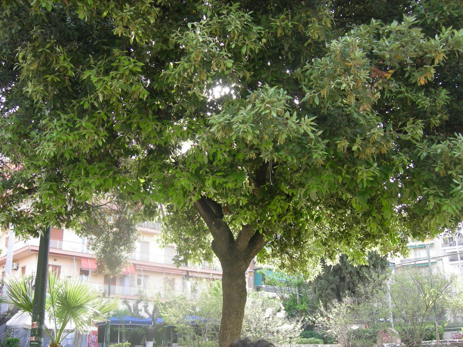 ΗΛΕΚΤΡΟΝΙΚΗ ΣΧΟΛΙΚΗ ΕΦΗΜΕΡΙΔΑ: ΚΑΤΑΓΡΑΦΗ ΤΟΥ ΠΡΑΣΙΝΟΥ ΣΤΟ ΣΧΟΛΙΚΟ ΚΗΠΟ ...