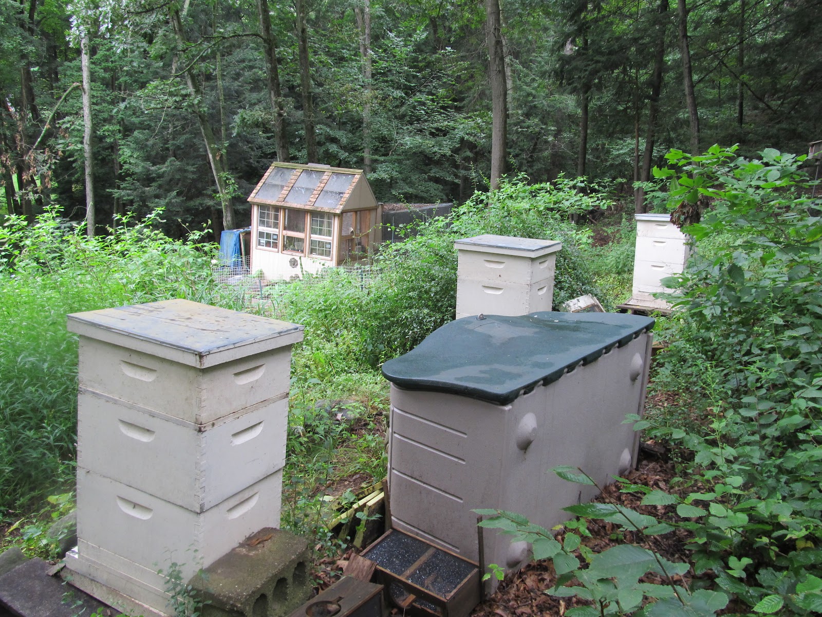 Coon Hollow Farm: July 2012