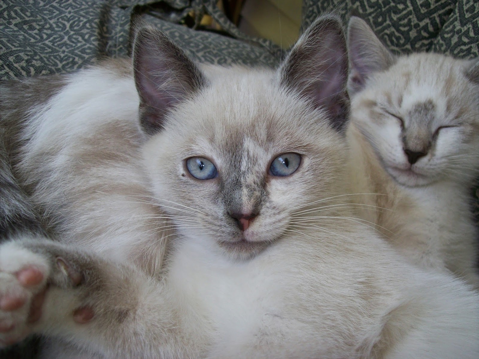 Misadventures of a Feral Cat Wrangler: May 2014