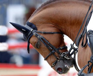 Reitsport.aktuell: Dezember 2015