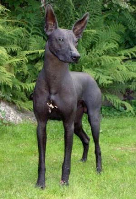 Dog Pictures Online: Peruvian Inca Orchid Dog Breed Pictures