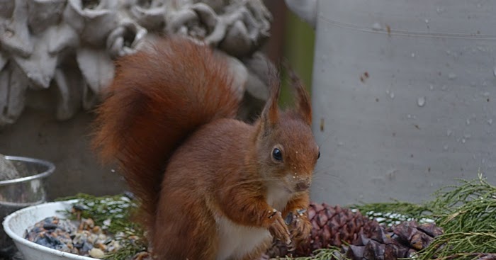kleiner-staudengarten: Der kleine Racker...