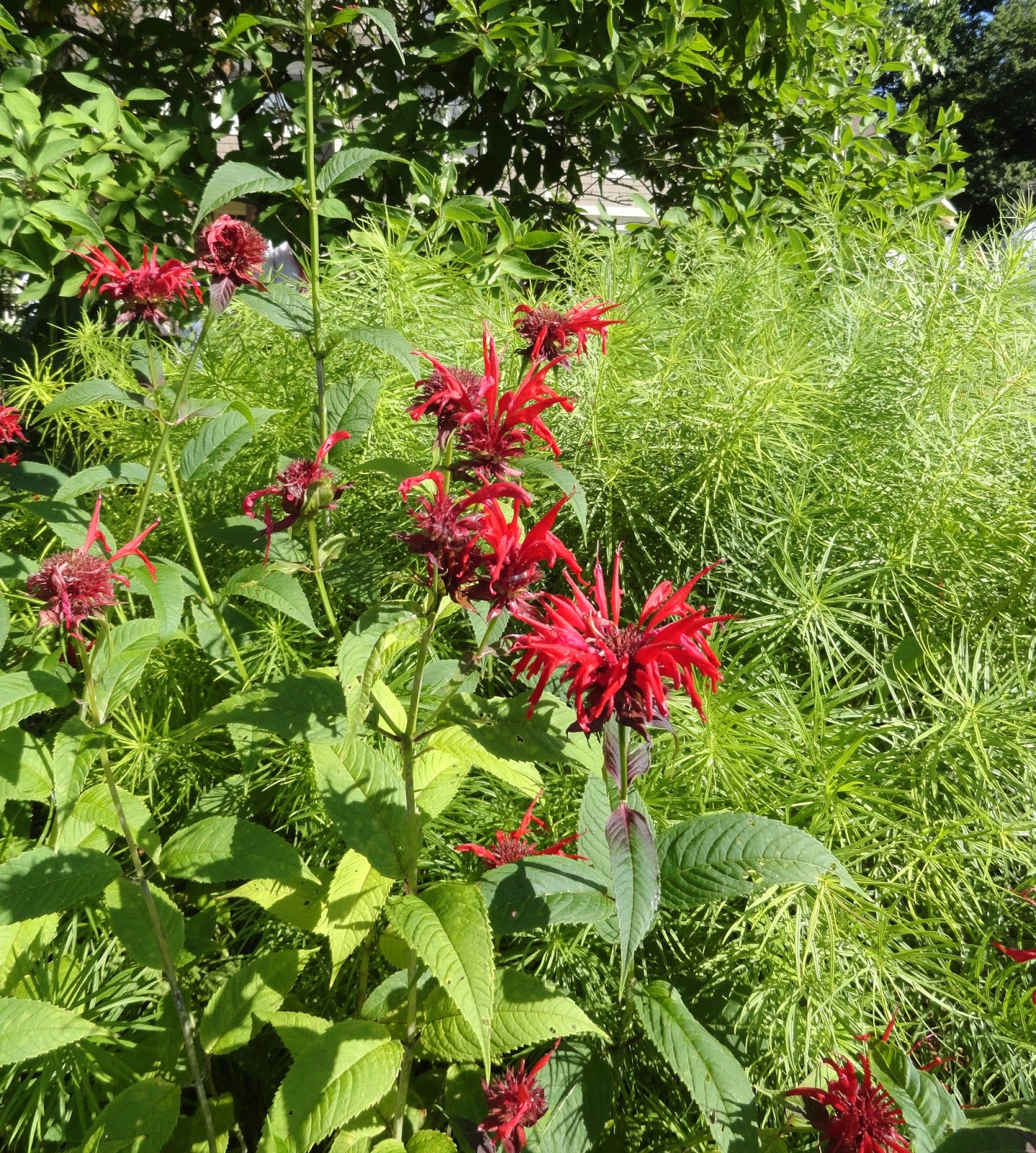 danger garden: The garden of Debbie Friedman, a stop on the Garden ...