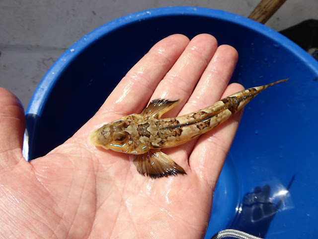 Nätmönstrad sjökock (Callionymus reticulatus) spöfångad ~ Jakten på 100 ...