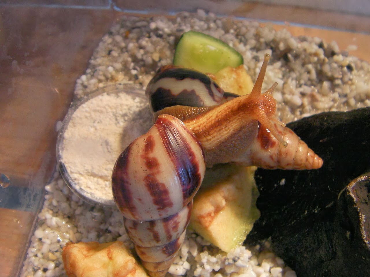 Care of Exotic Animals: Snails