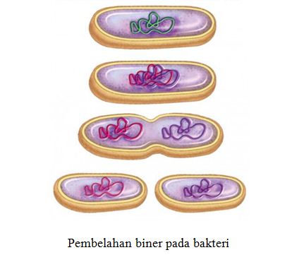 Reproduksi Bakteri