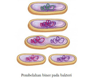 Reproduksi Bakteri