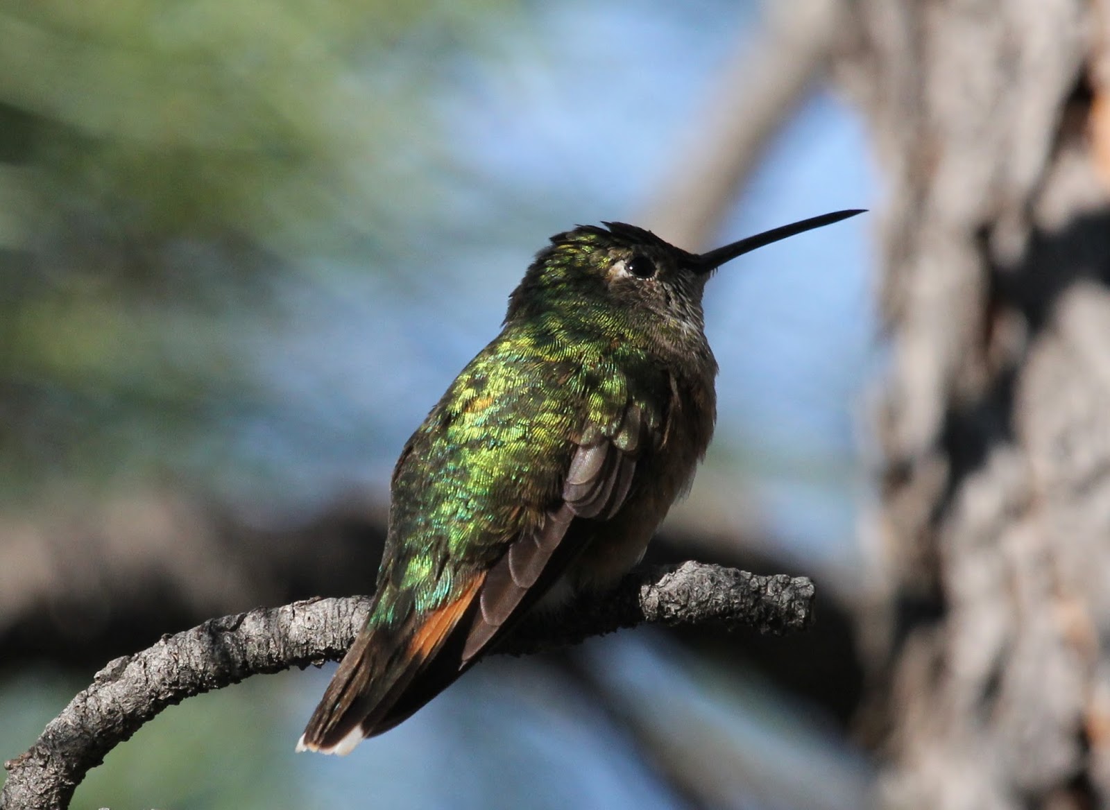 Bird Changes – Stephen Bodio