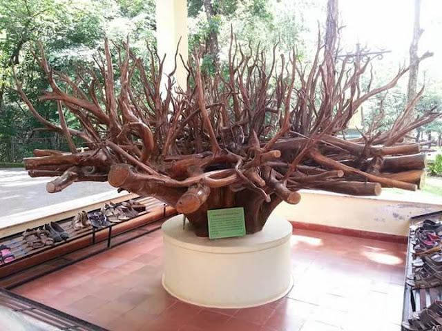 The Teak Museum in Nilambur Kerala - avalshe98