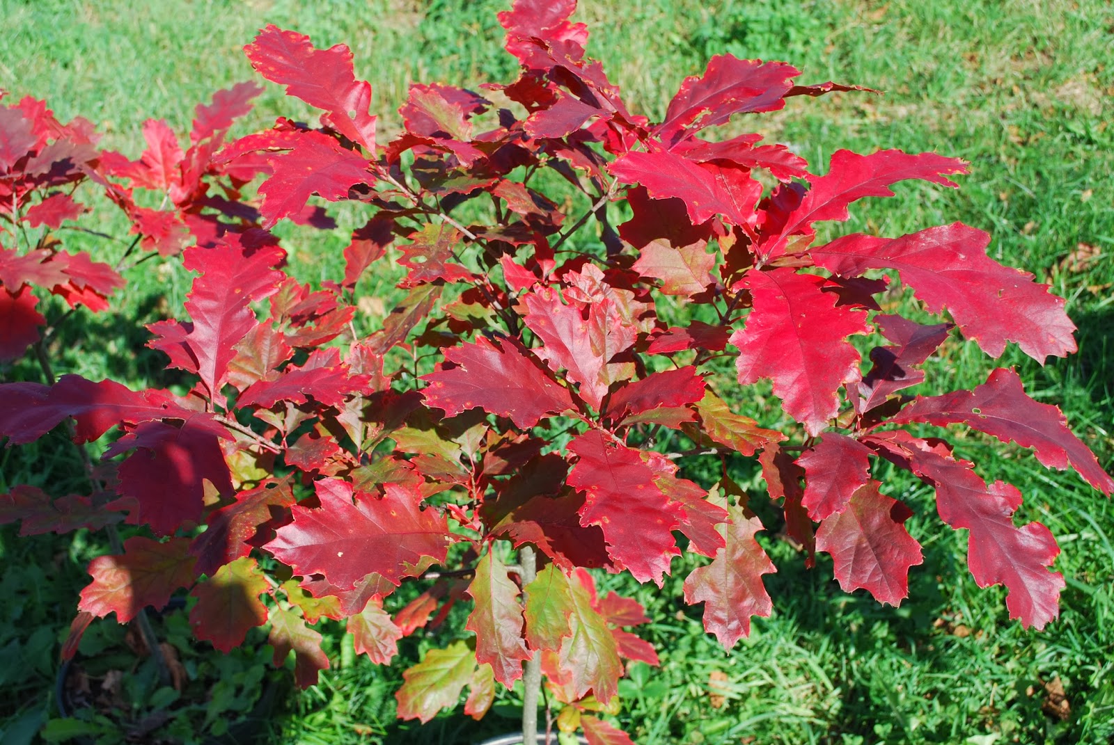 Ferme du Sault: Chêne rouge