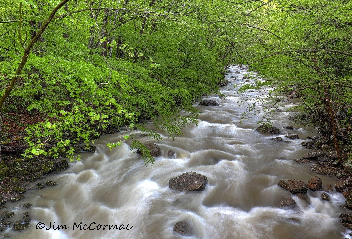 Ohio Birds and Biodiversity: April 2019