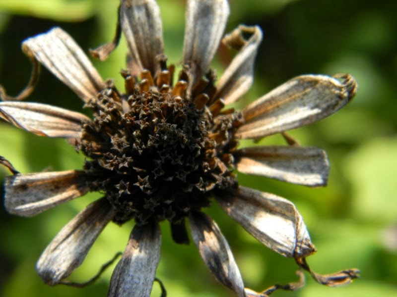 Black Eyed Susan Dead ~ Matt Mitchell Hot Orthodoxy