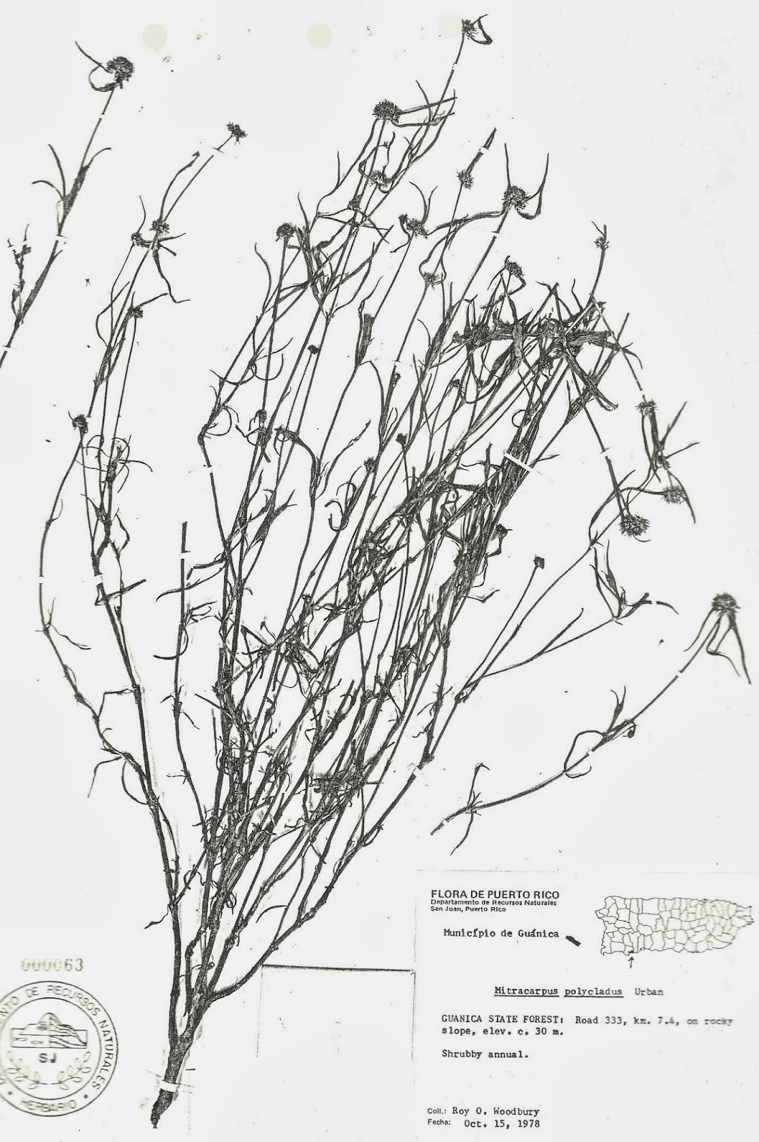 Flora de Puerto Rico Ilustrada Papo Vives: RUBIACEAE-MITRACARPUS ...