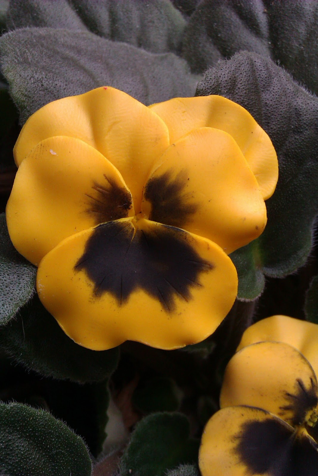 Handmade Creations: Panselute din gradina