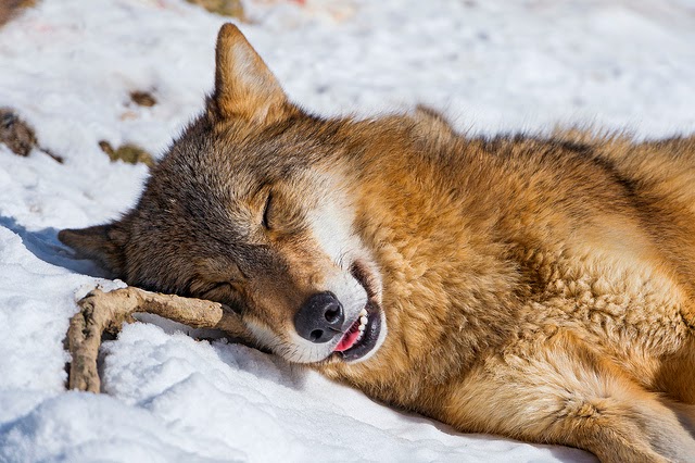 White Wolf : 17 Photos of "Sleeping Wolves" Will Make You Envious to ...