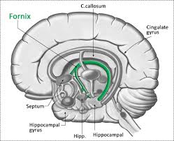 FUNCIONES DEL CUERPO HUMANO: Fornix