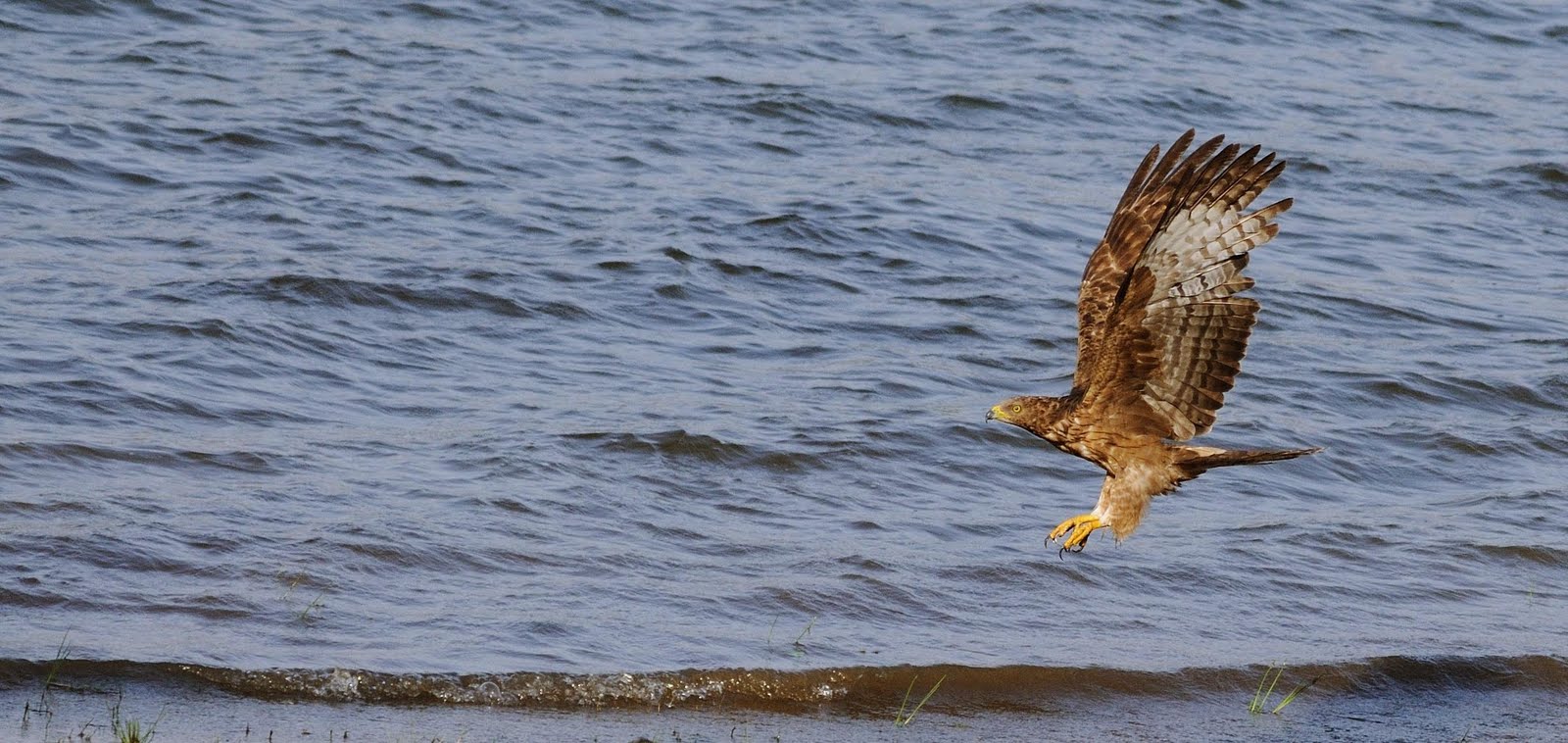 Zunka Bhakri......: On trail of Tiger @ Tadoba-Kolsa