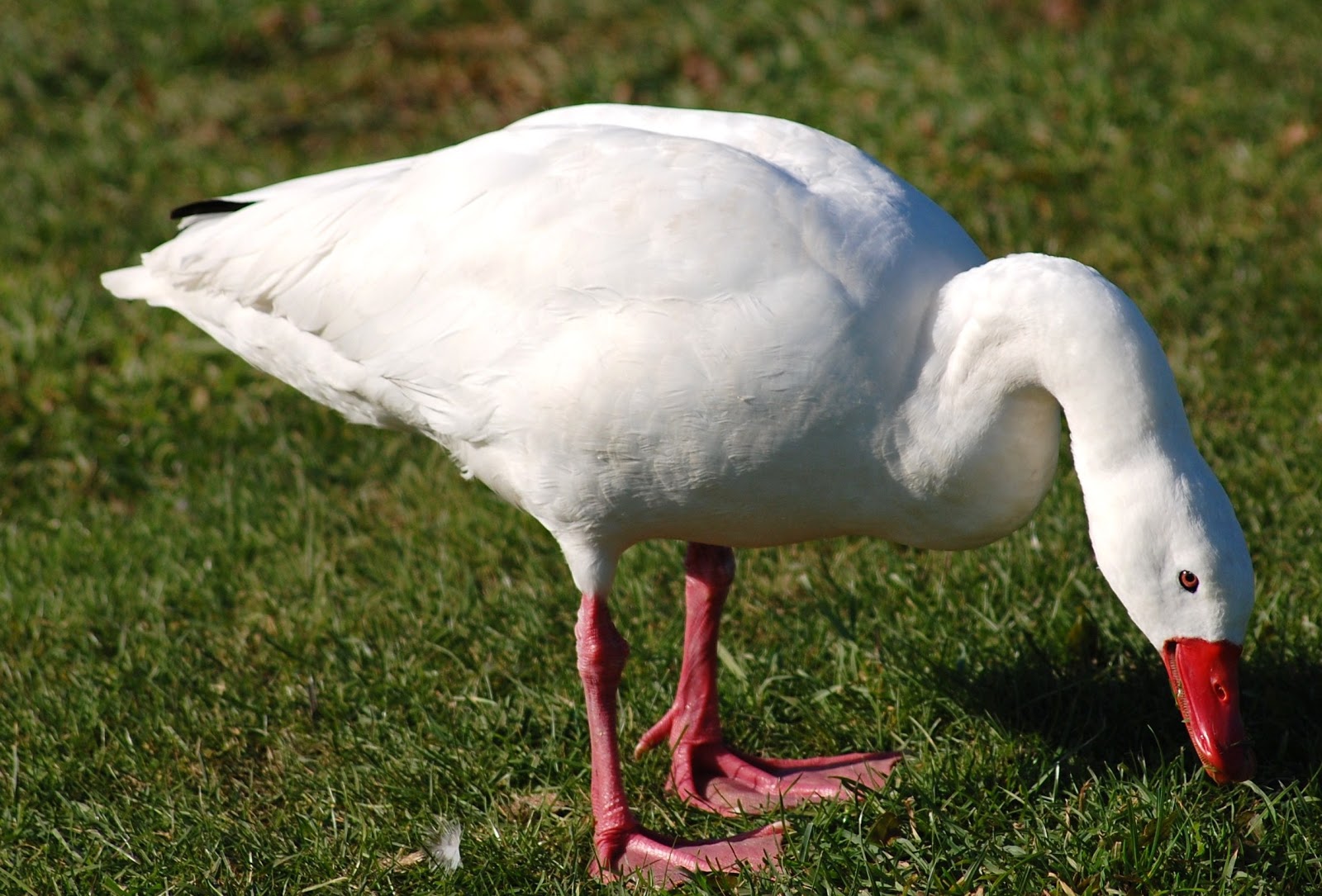 Imagens da vida animal: Cisne-coscoroba (Coscoroba coscoroba)