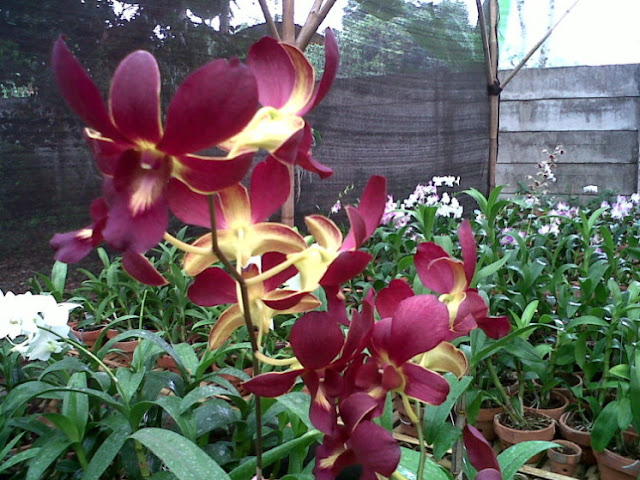 Cara Budidaya Bunga Anggrek dengan Mudah dan Sederhana