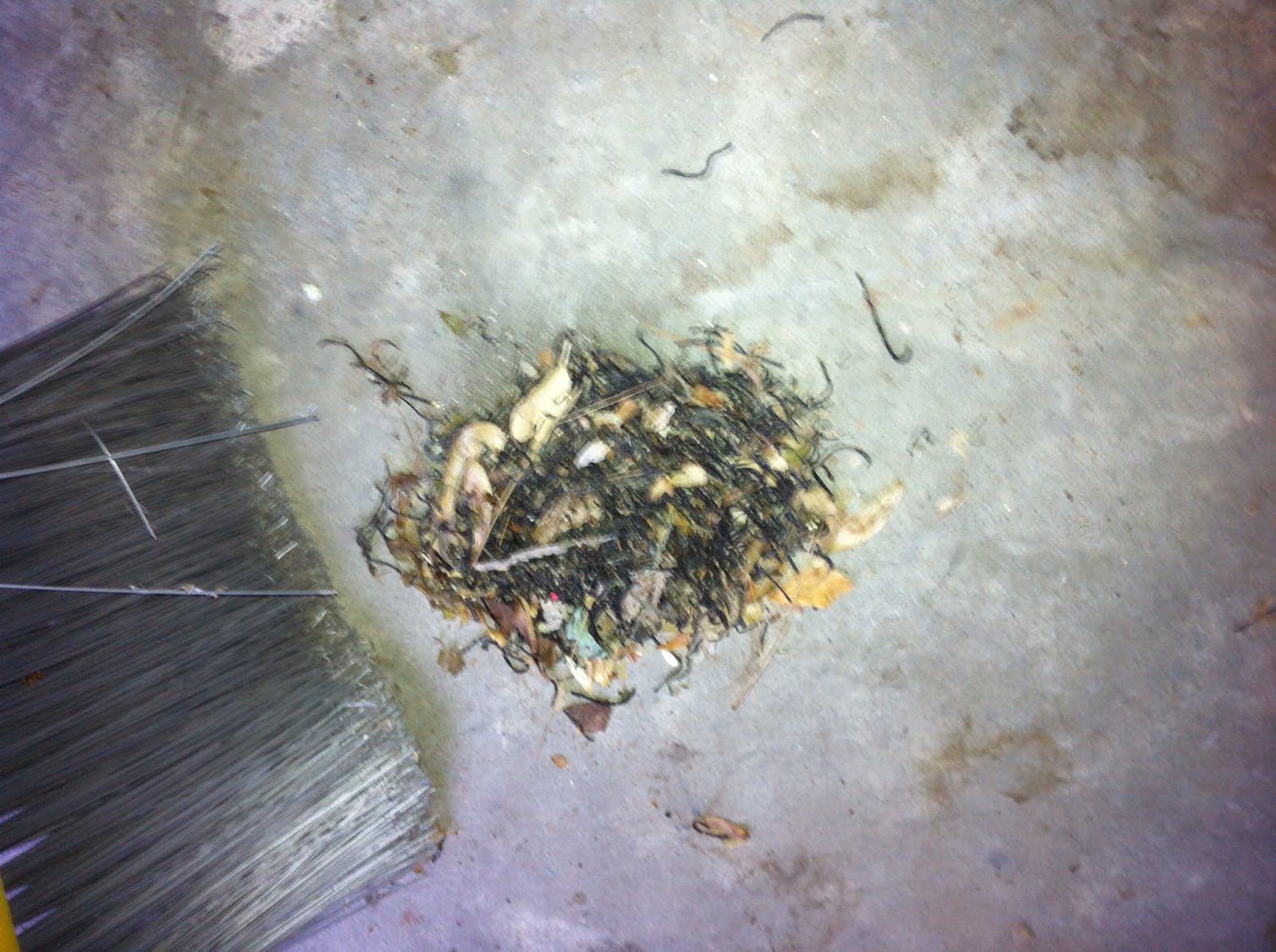 Adventures of The Peruvian Llama Manure Worm